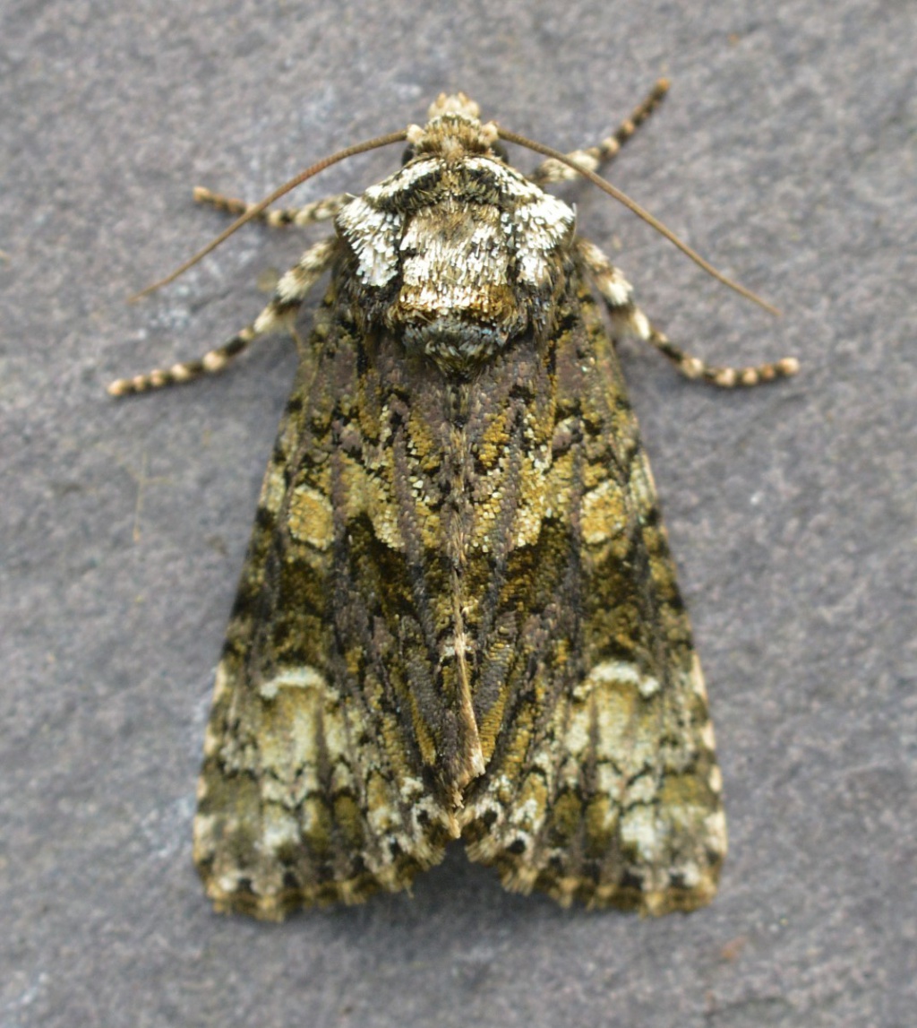 The Coronet | NatureSpot