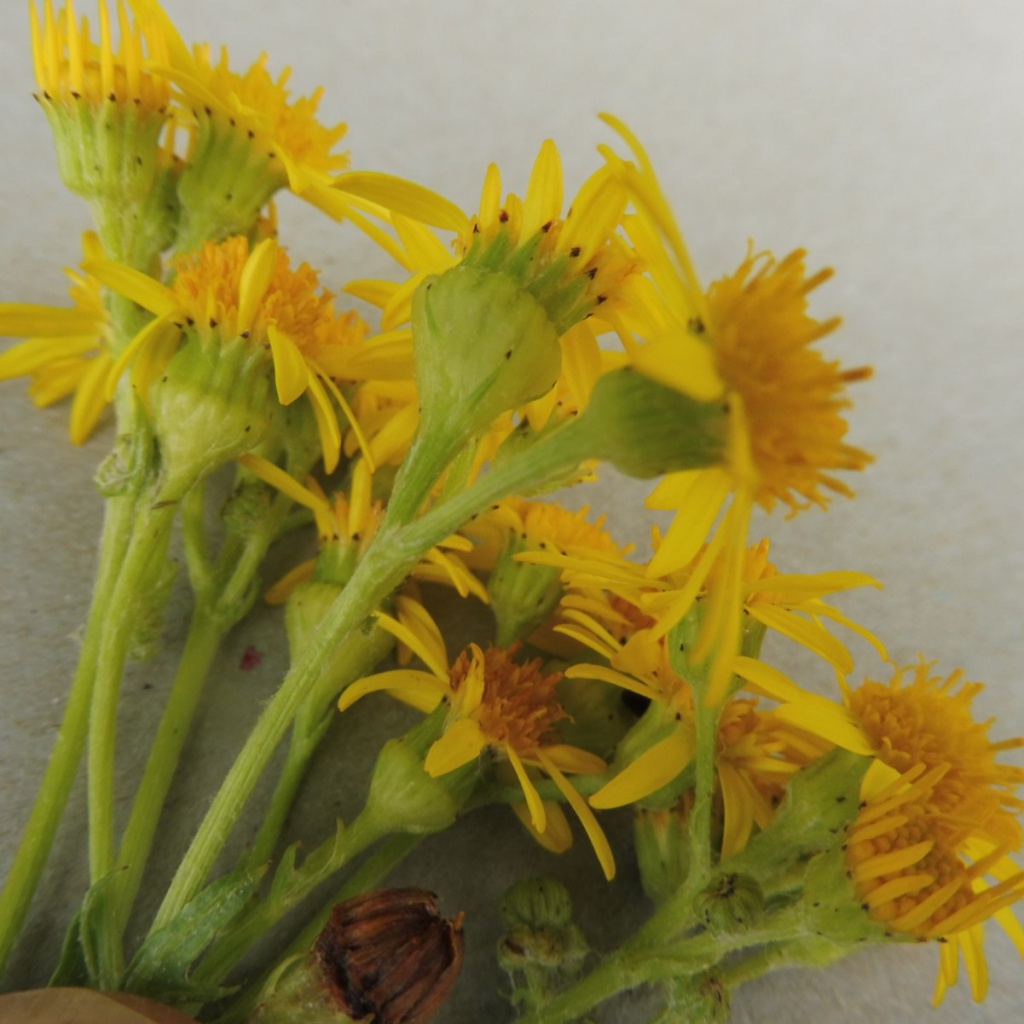 Common Ragwort | NatureSpot