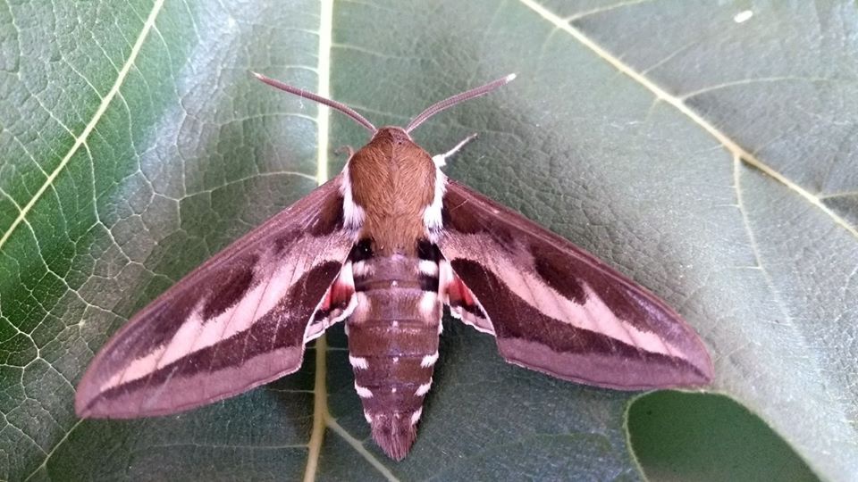 Bedstraw Hawk-moth | NatureSpot