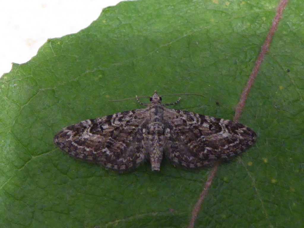 Narrow-winged Pug | NatureSpot