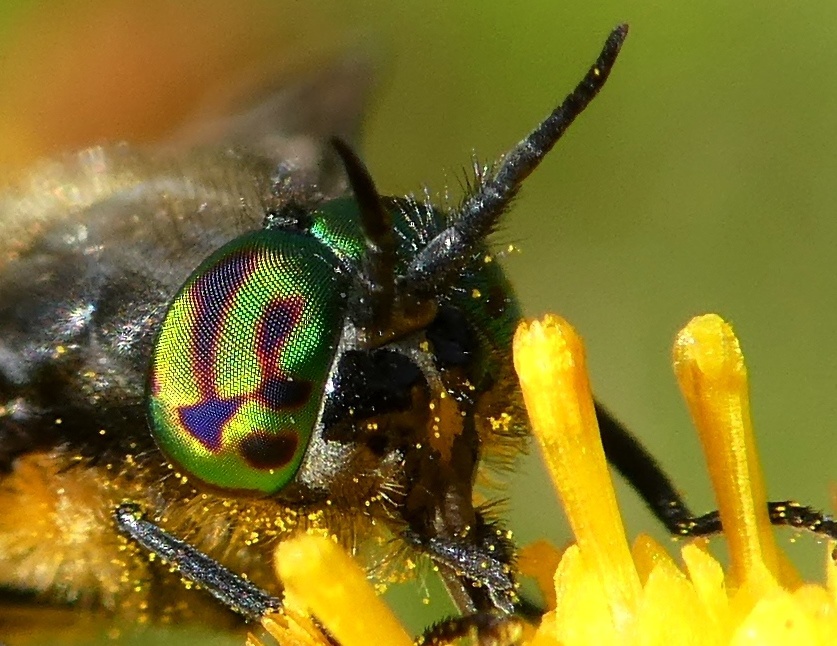 Splayed Deerfly | NatureSpot