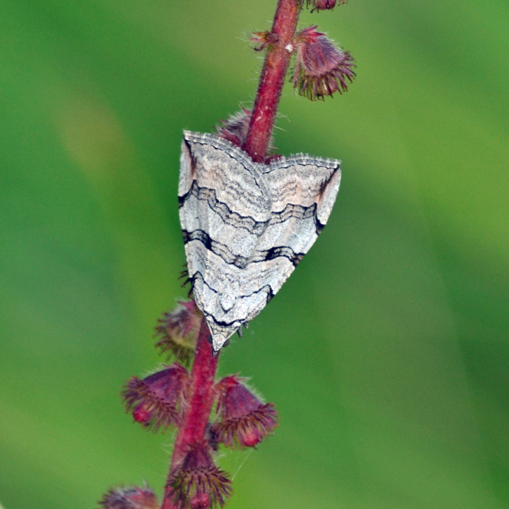 Treble-bar | NatureSpot