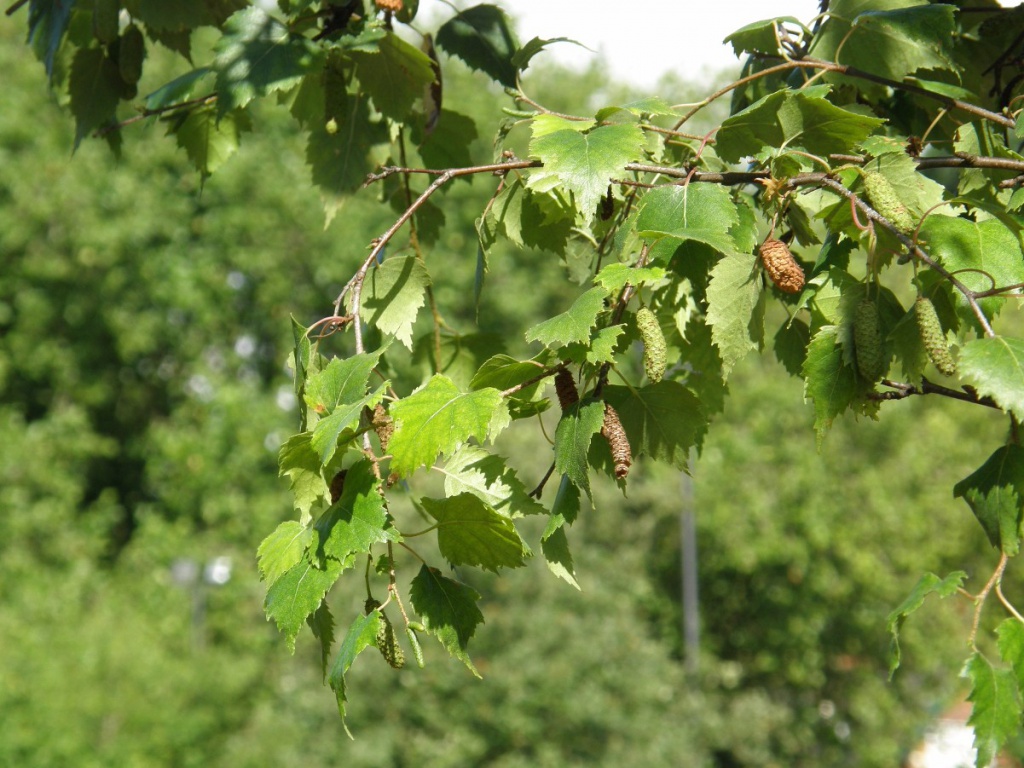 Silver Birch | NatureSpot