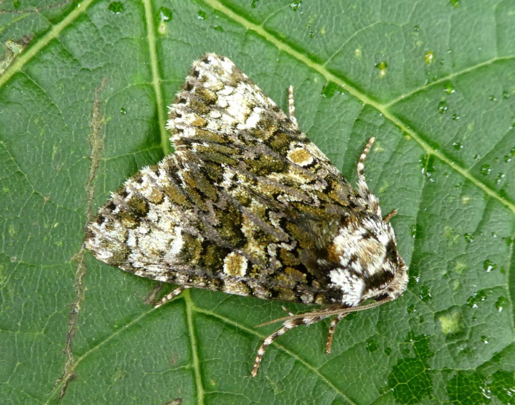 The Coronet | NatureSpot