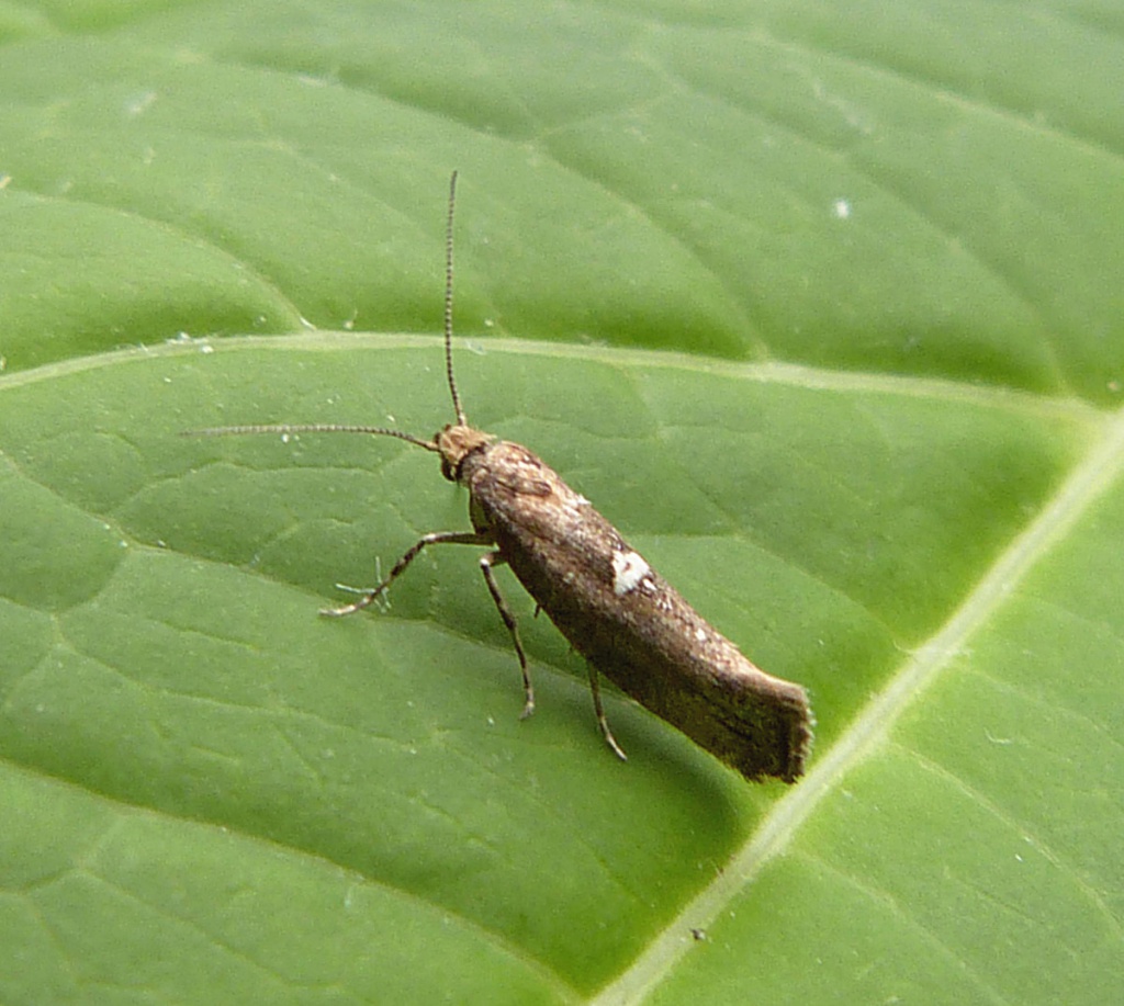 Leek Moth | NatureSpot