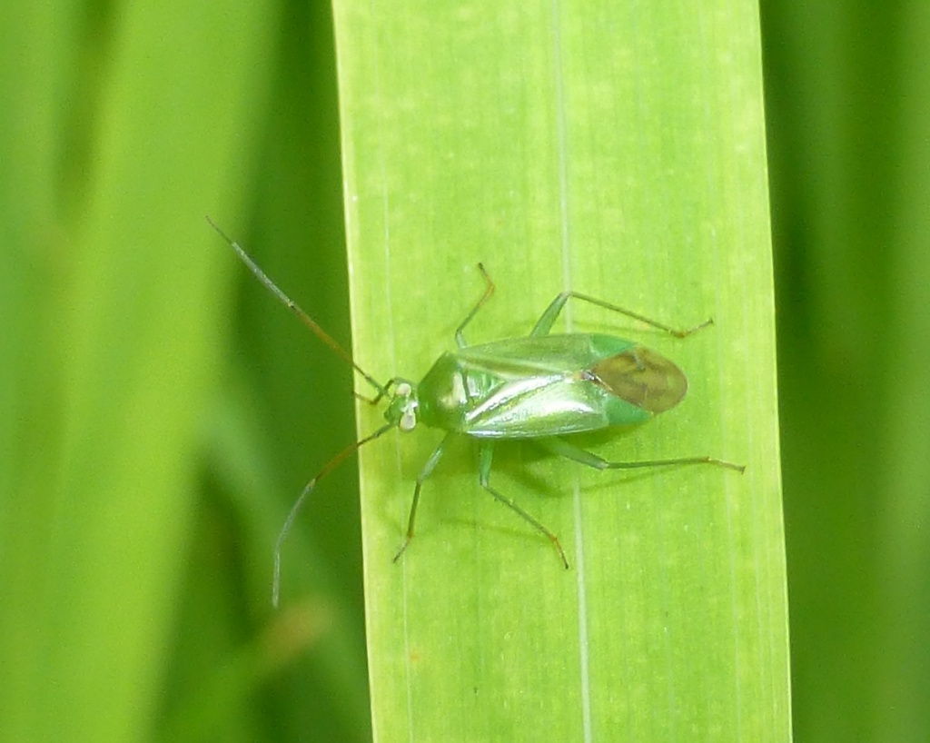 Common Green Capsid | NatureSpot
