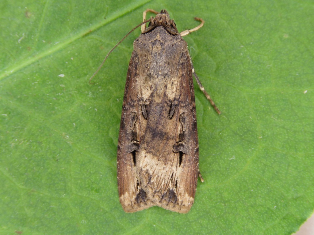 Dark Sword-grass | NatureSpot