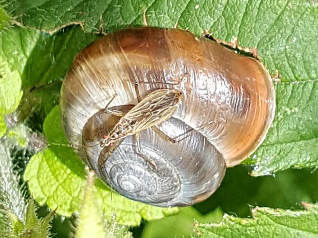 Common Damsel Bug | NatureSpot