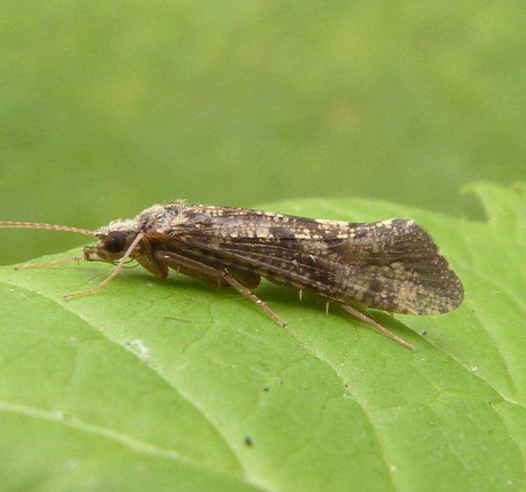 Hydropsyche instabilis | NatureSpot