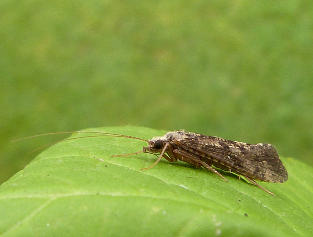 Hydropsyche instabilis | NatureSpot