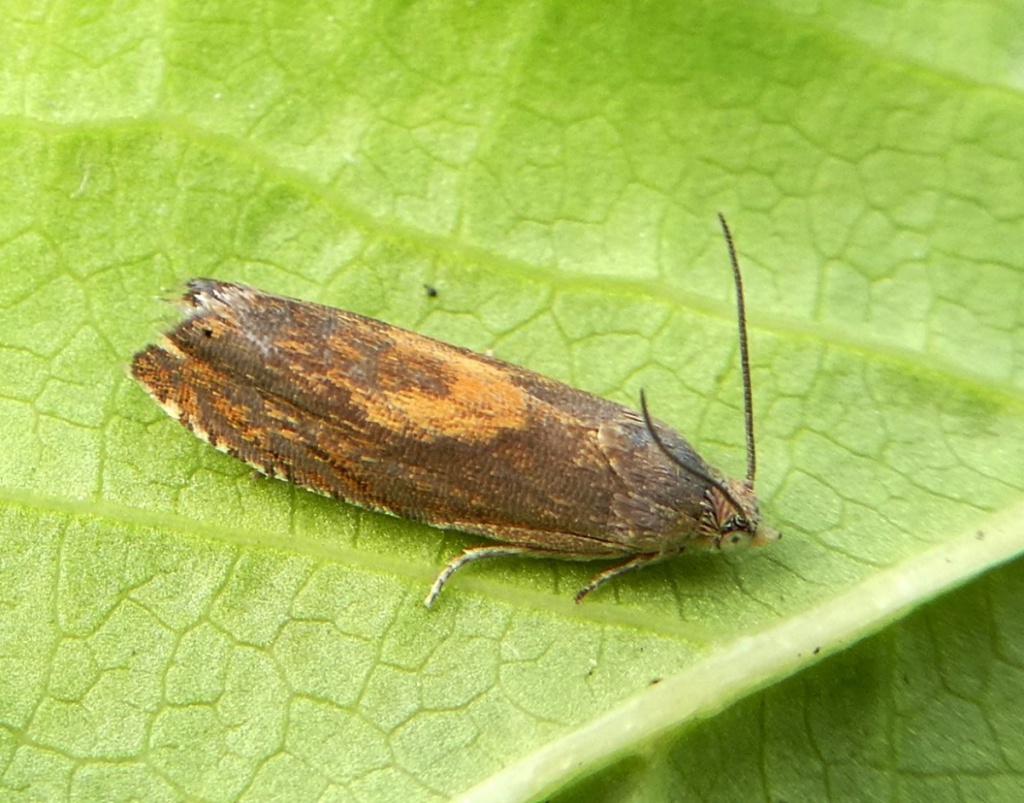 Dichrorampha vancouverana | NatureSpot