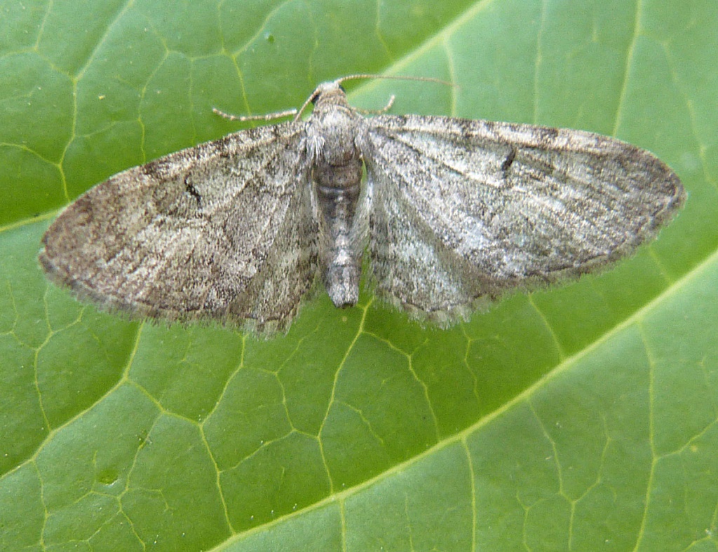 Pauper Pug | NatureSpot