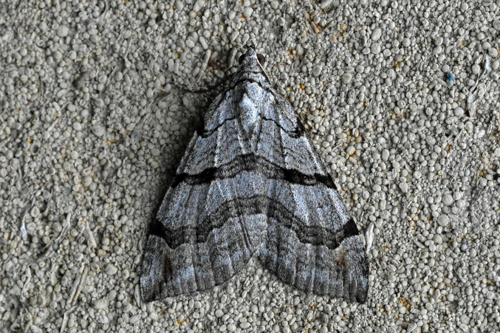 Treble-bar | NatureSpot