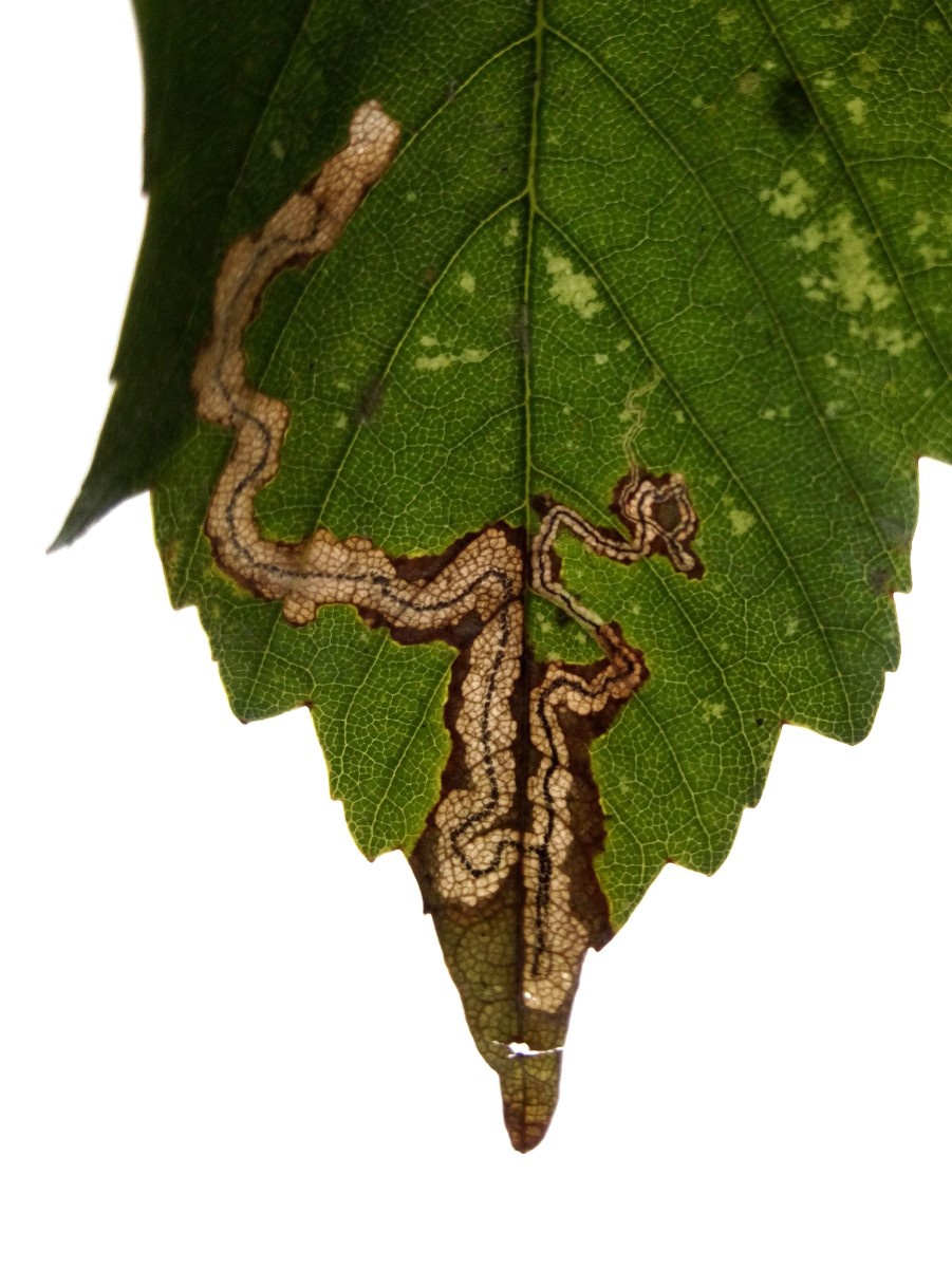 Stigmella speciosa | NatureSpot