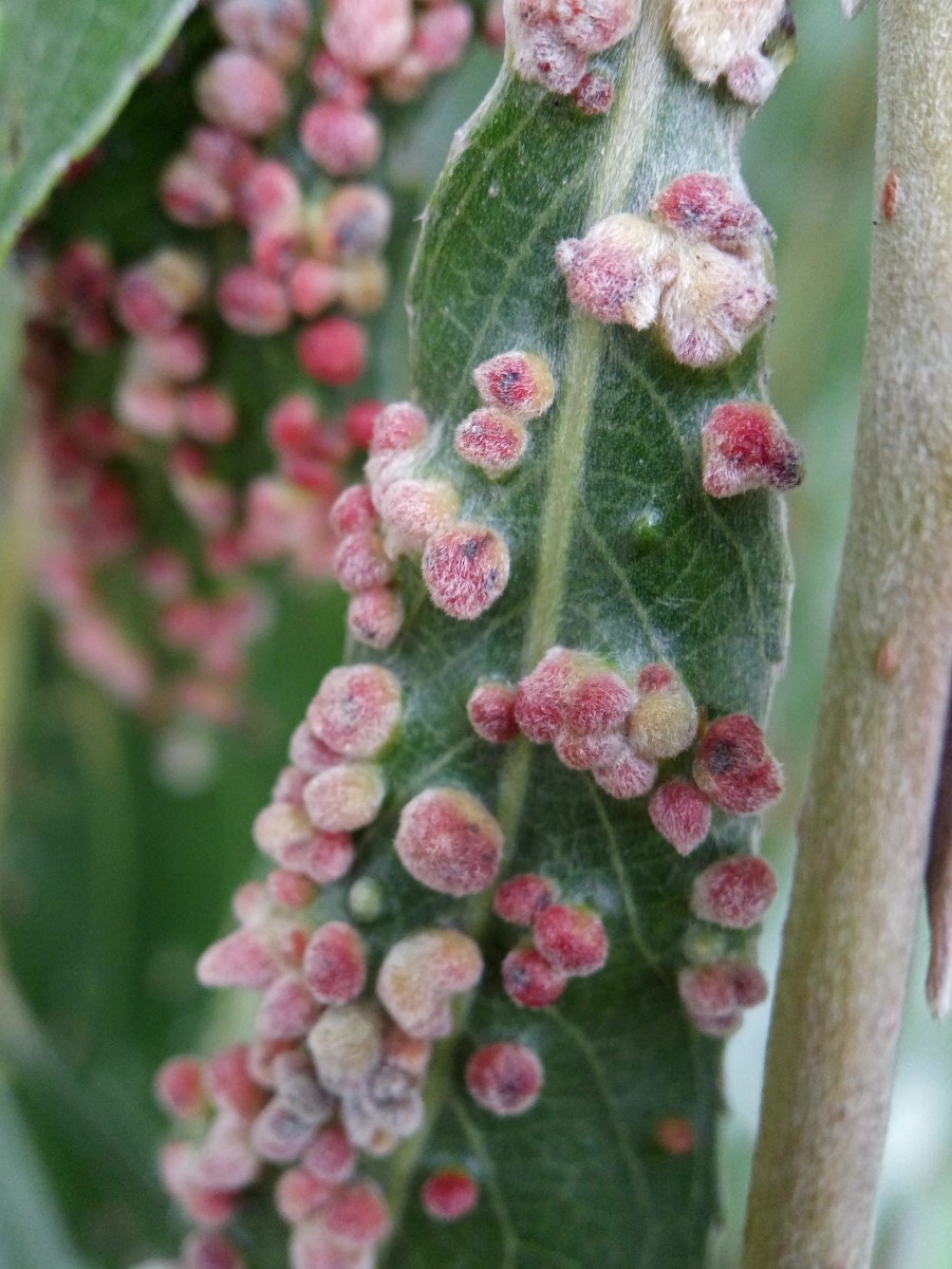 Aculus tetanothrix | NatureSpot