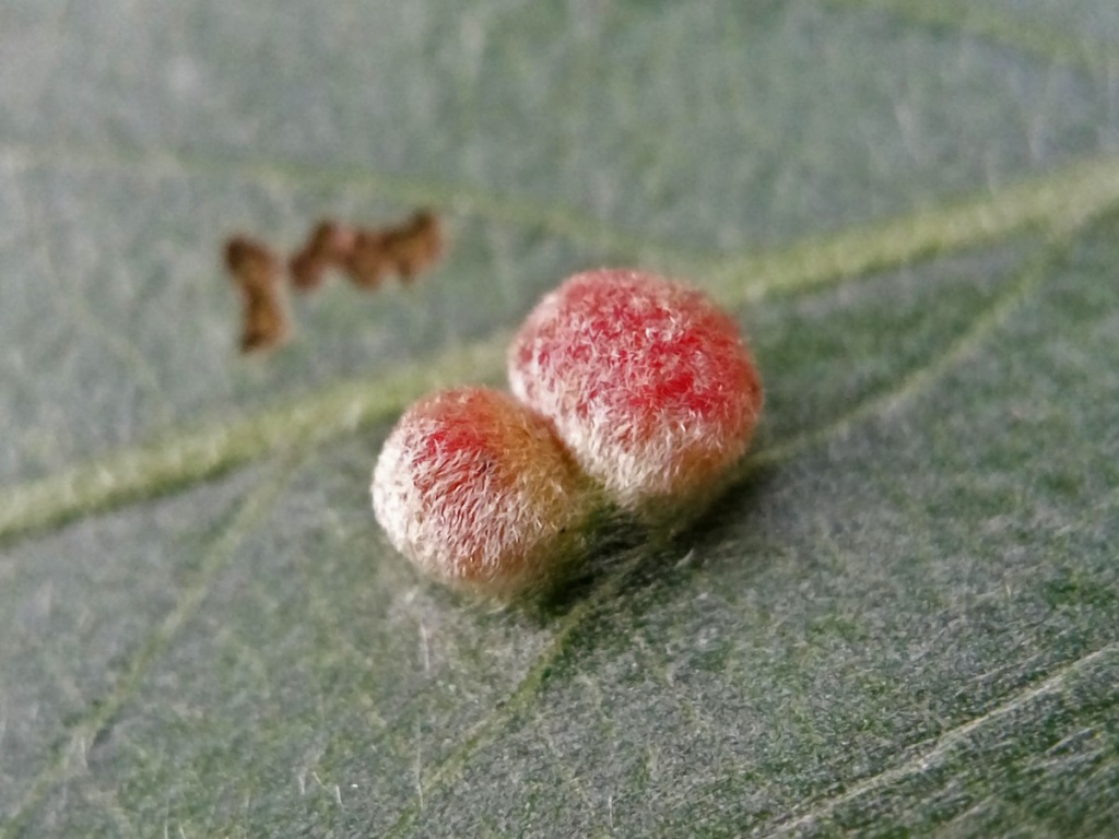 Aculus tetanothrix | NatureSpot