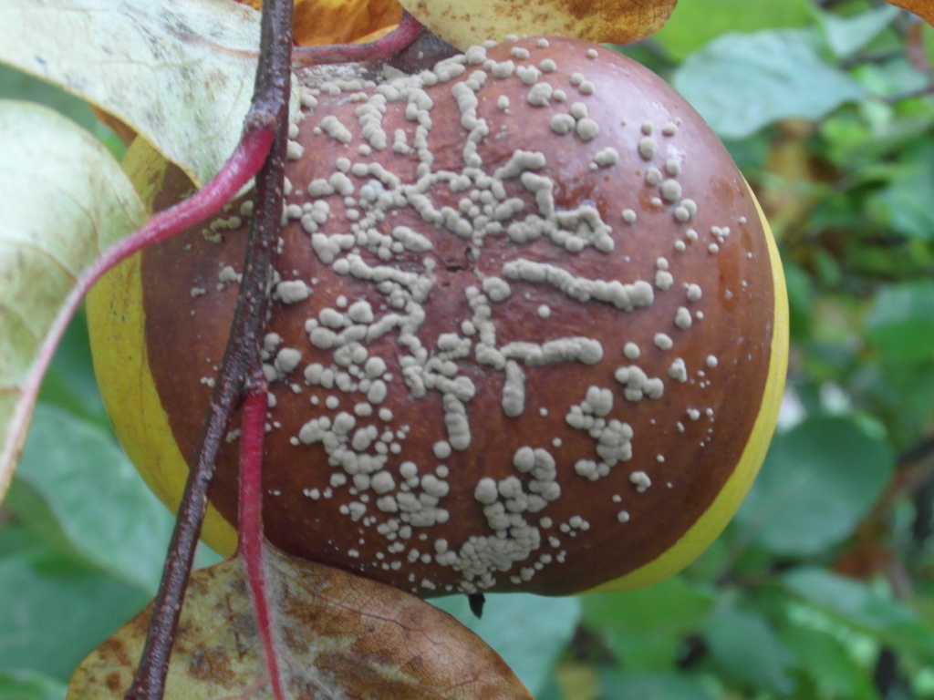 Monilinia fructigena | NatureSpot