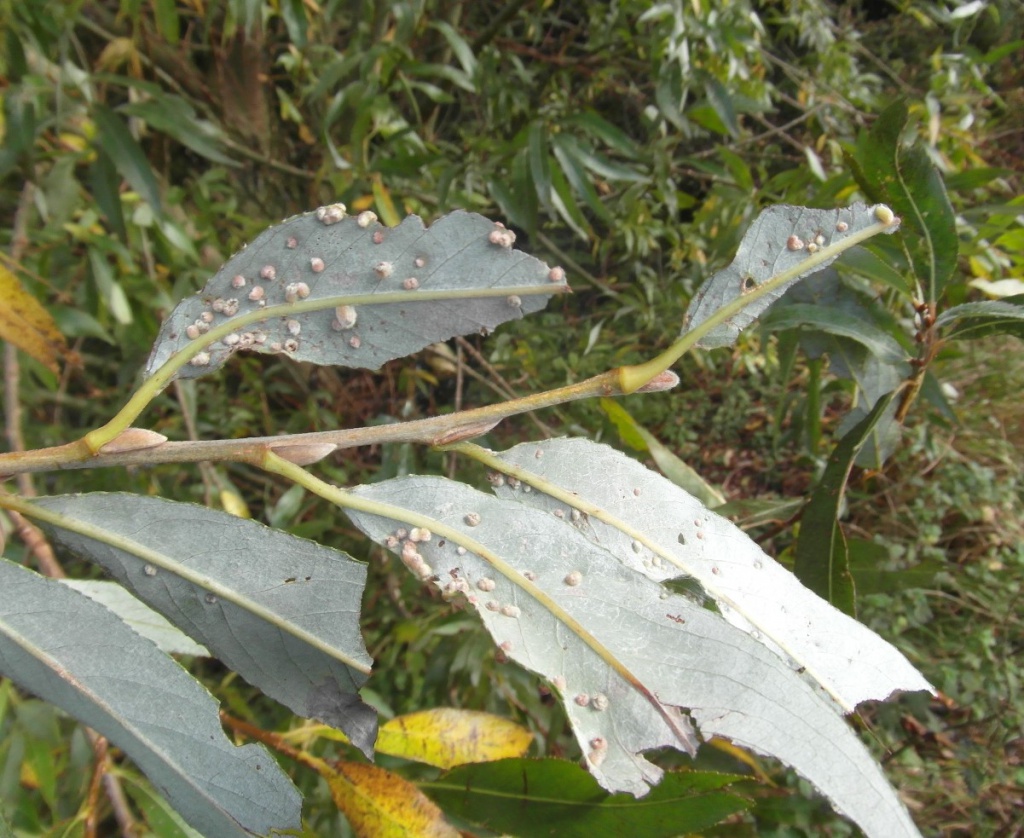 Aculus tetanothrix | NatureSpot