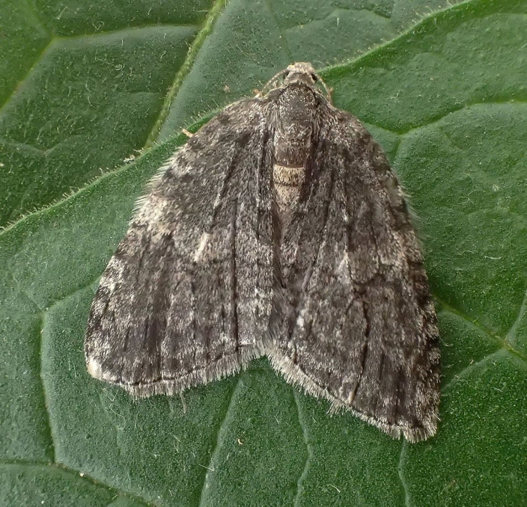 Autumnal Moth | NatureSpot