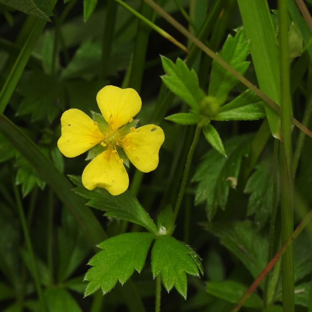 Tormentil | NatureSpot