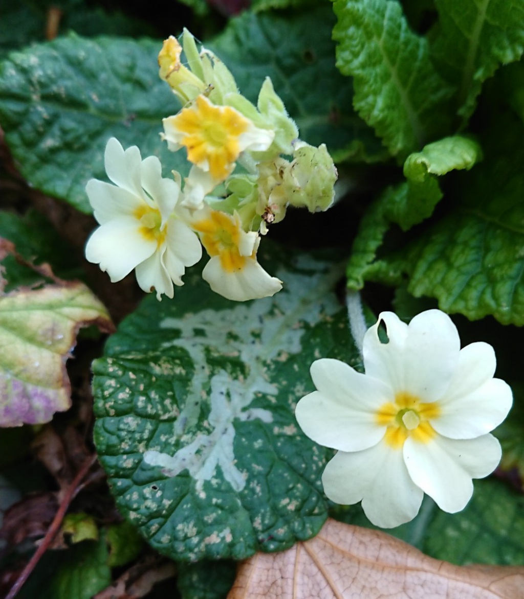Chromatomyia primulae | NatureSpot
