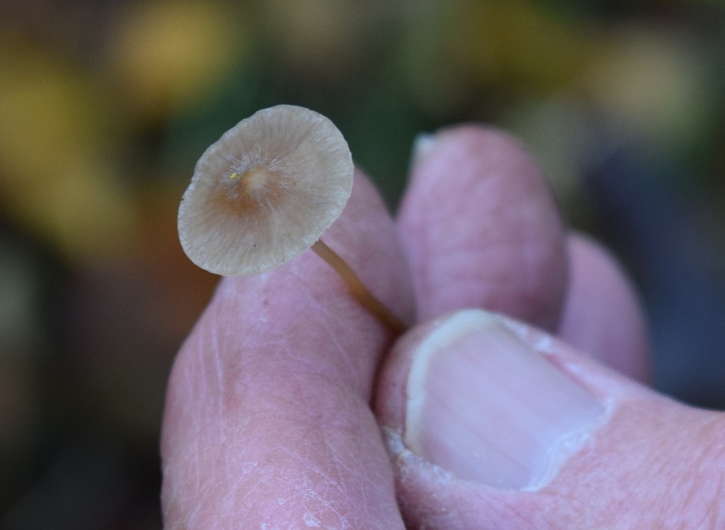 Snapping Bonnet | NatureSpot