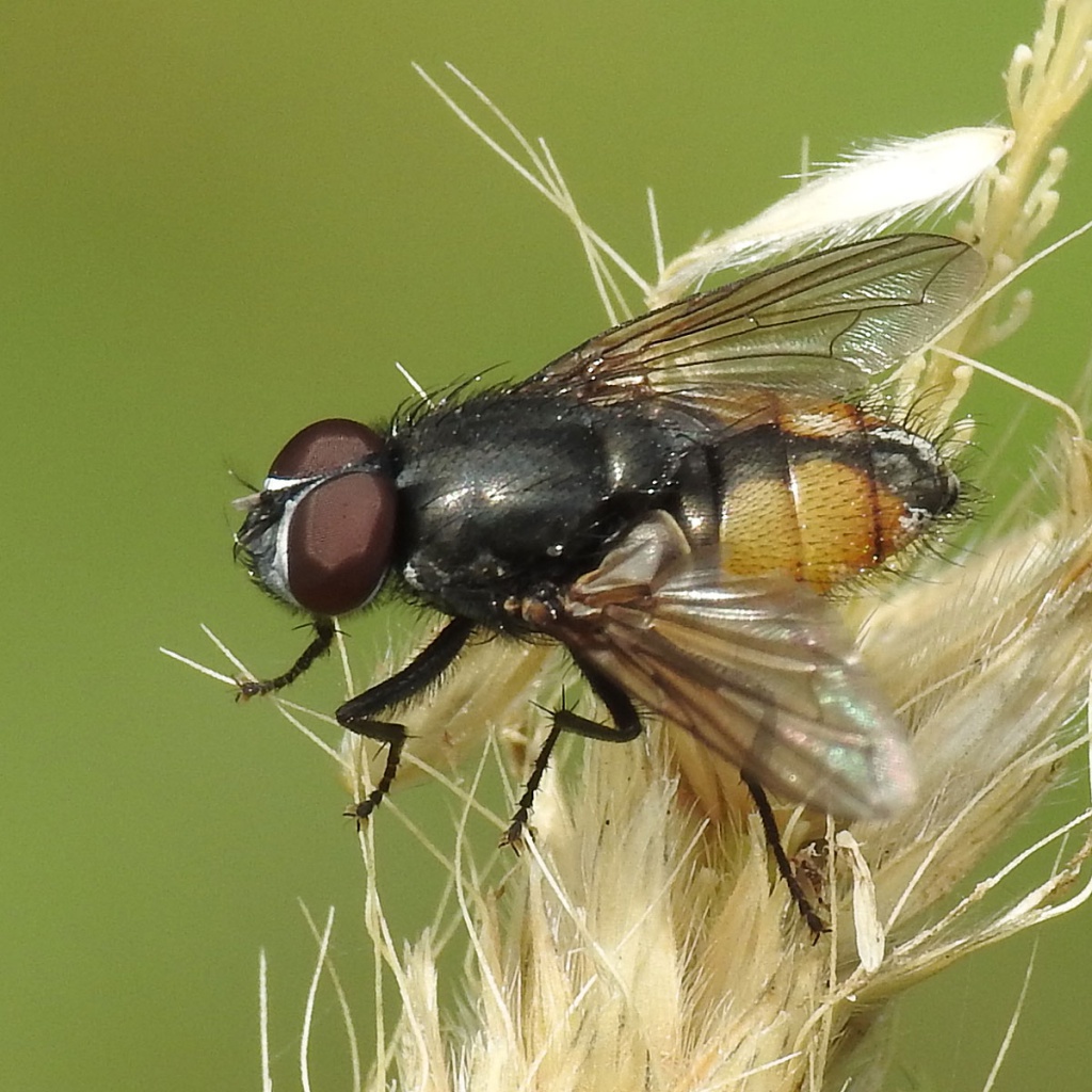 Face Fly | NatureSpot
