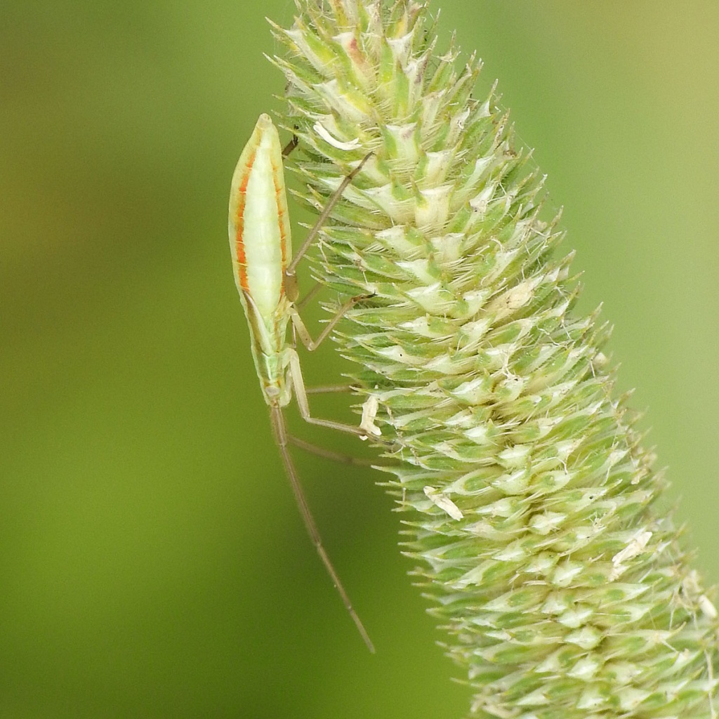 Stenodema laevigata | NatureSpot