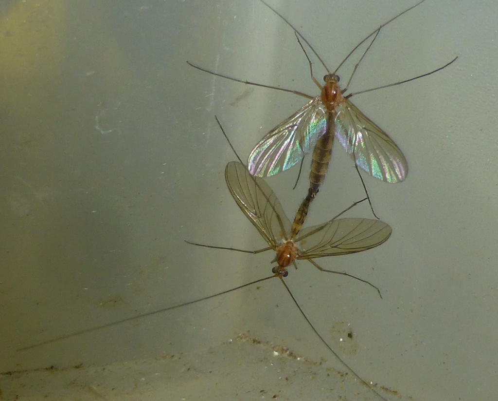 Macrocera vittata | NatureSpot