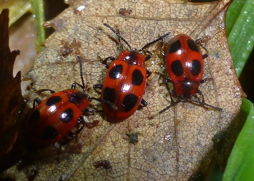 False Ladybird | NatureSpot