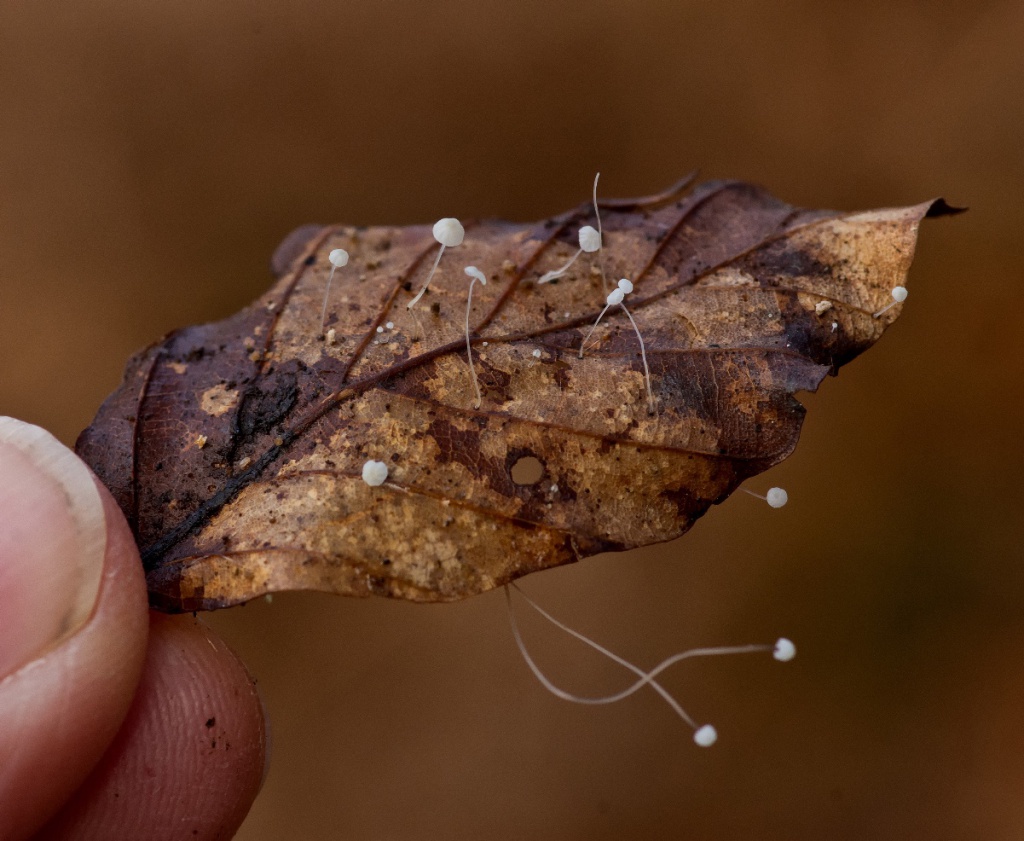 Beechleaf Bonnet | NatureSpot
