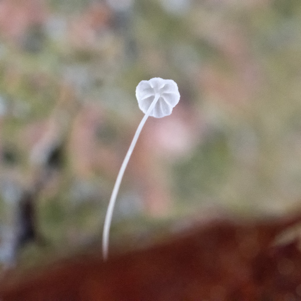 Beechleaf Bonnet | NatureSpot