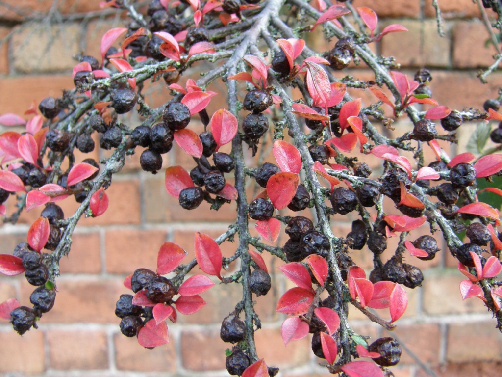 Wall Cotoneaster | NatureSpot
