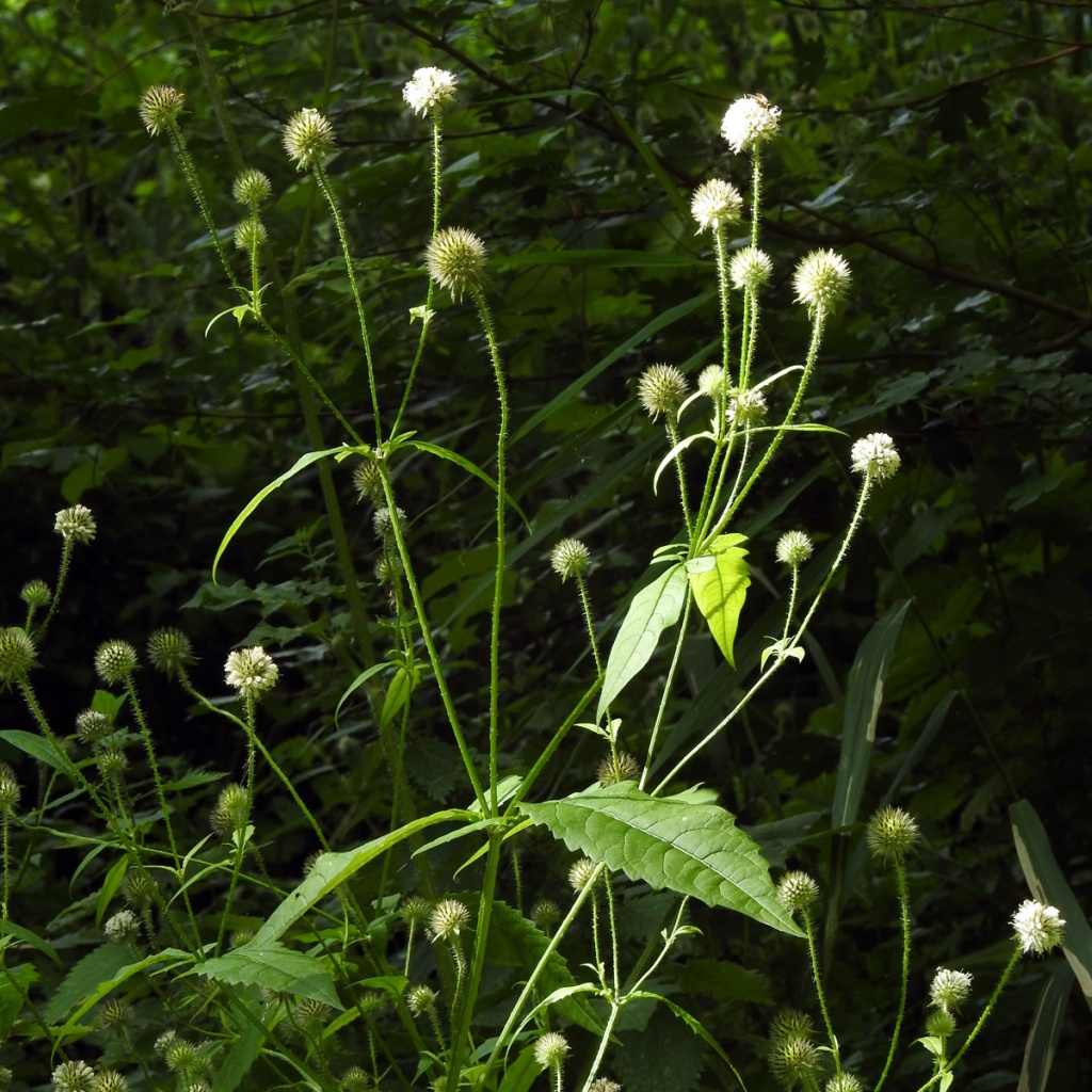 Small Teasel | NatureSpot