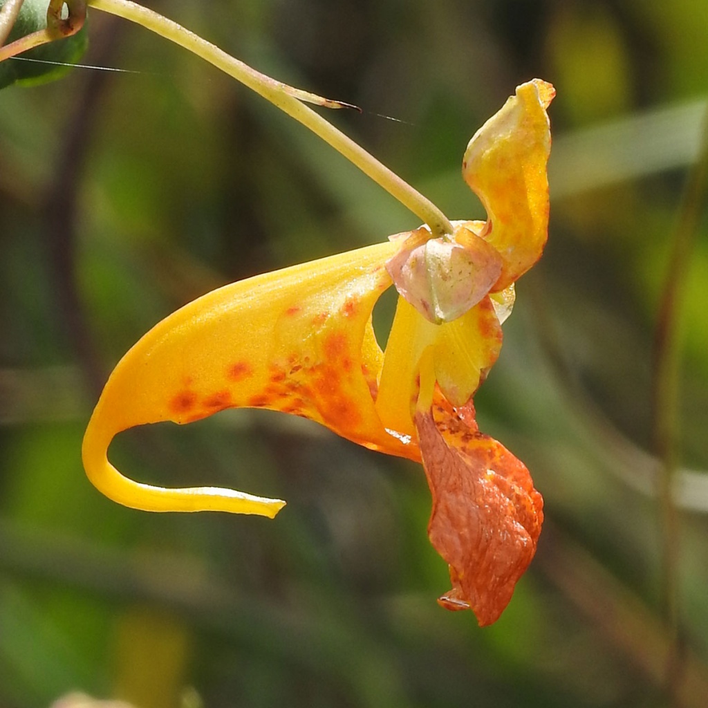 Orange Balsam | NatureSpot