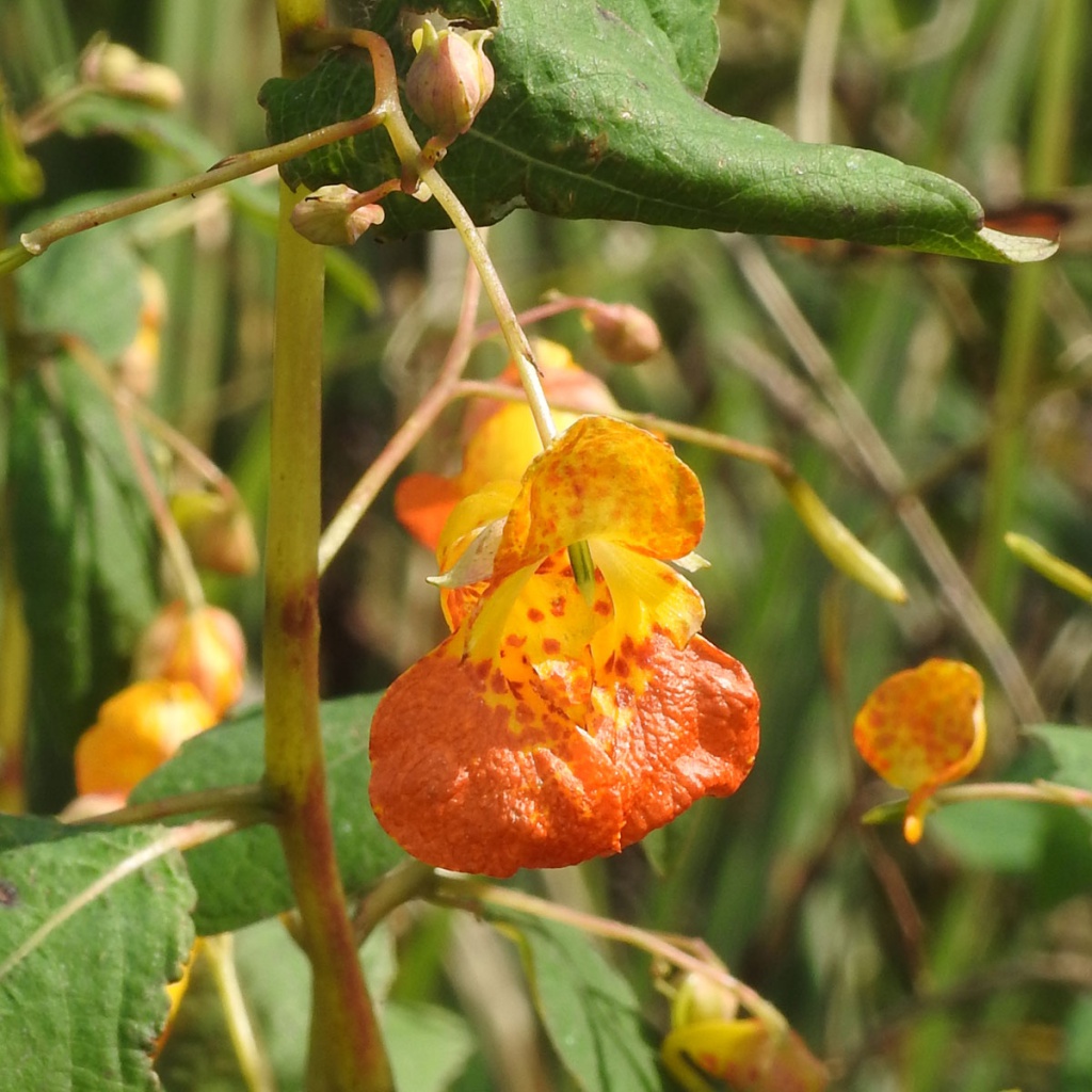 Orange Balsam | NatureSpot