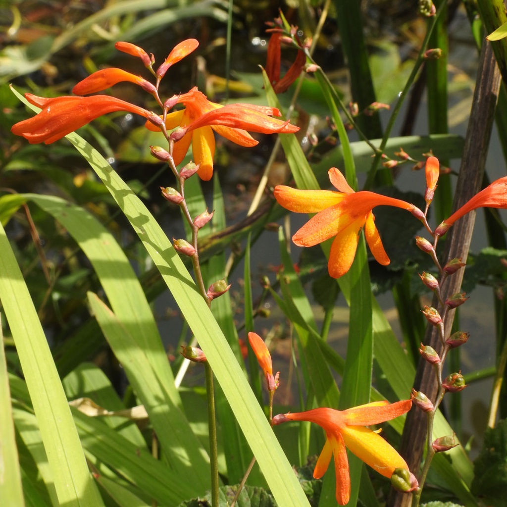 Montbretia | NatureSpot