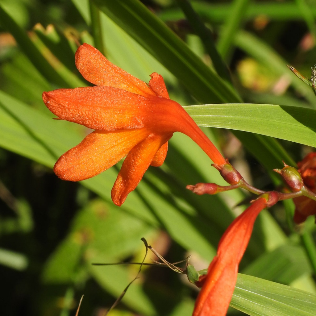 Montbretia | NatureSpot