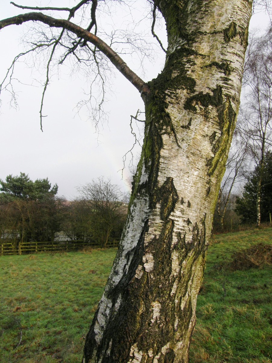 Silver Birch | NatureSpot
