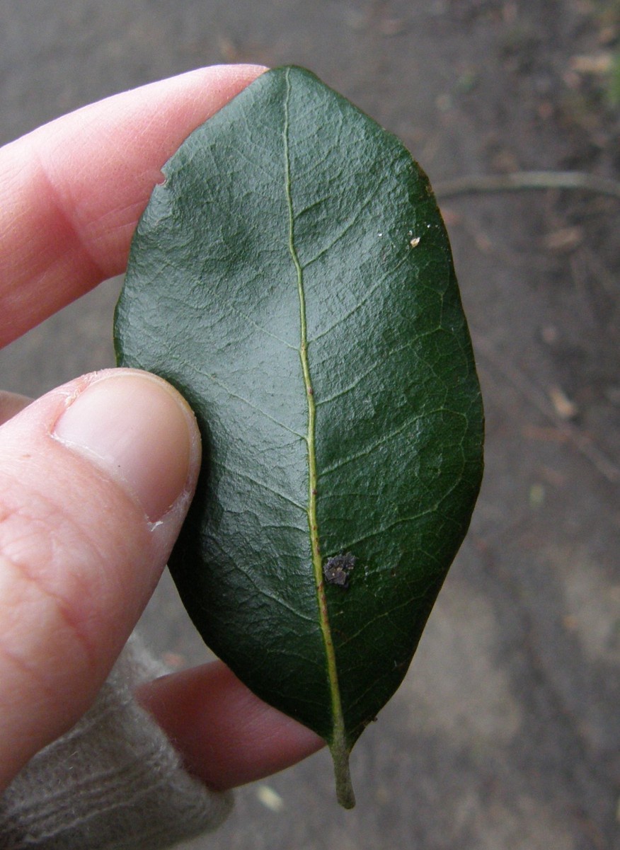 Evergreen Oak | NatureSpot