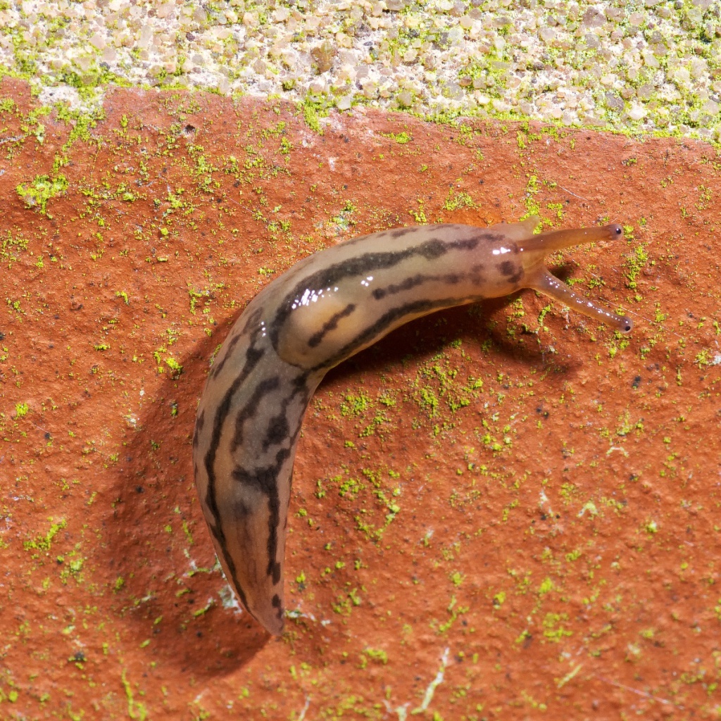 Balkan Threeband Slug | NatureSpot