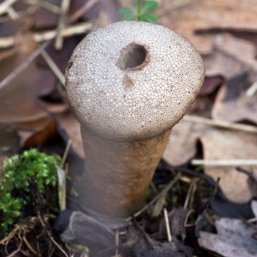Pestle Puffball | NatureSpot