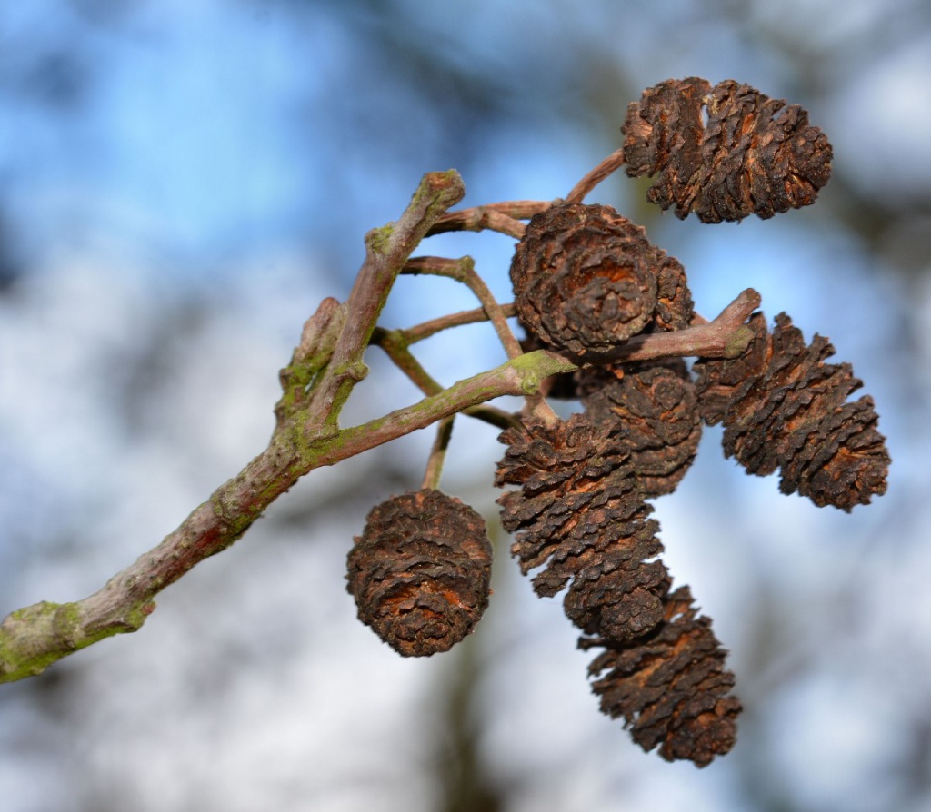 Alder | NatureSpot