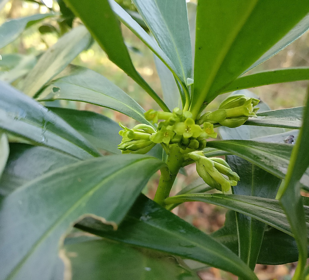 Spurge-laurel | NatureSpot