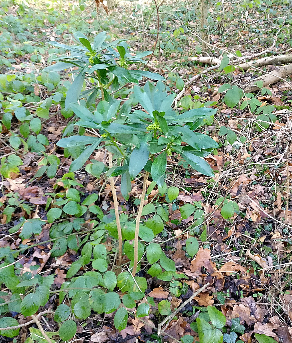 Spurge-laurel | NatureSpot
