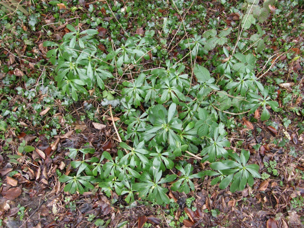 Spurge-laurel | NatureSpot