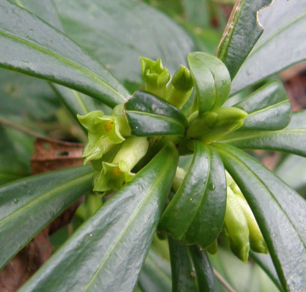 Spurge-laurel | NatureSpot