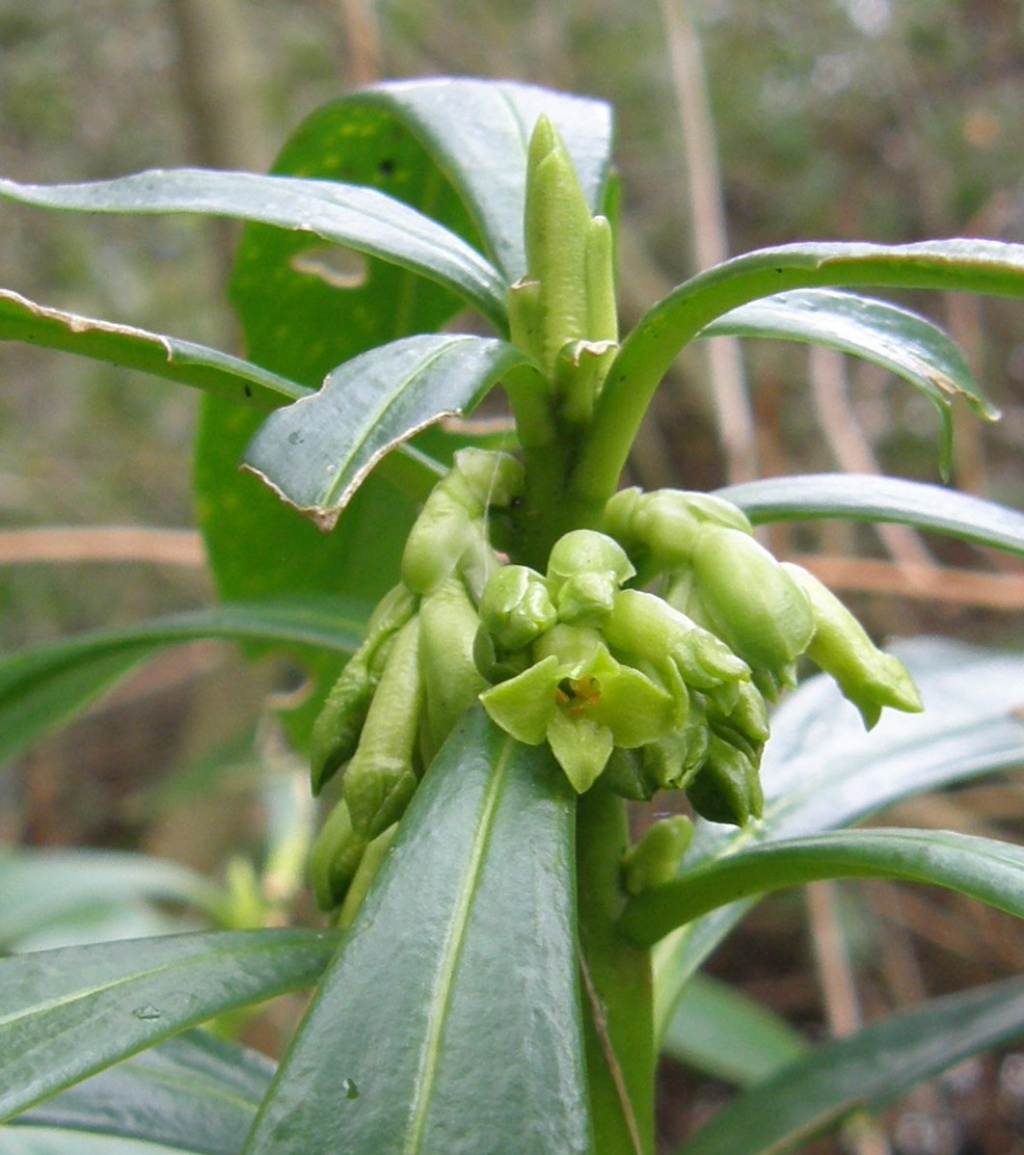 Spurge-laurel | NatureSpot