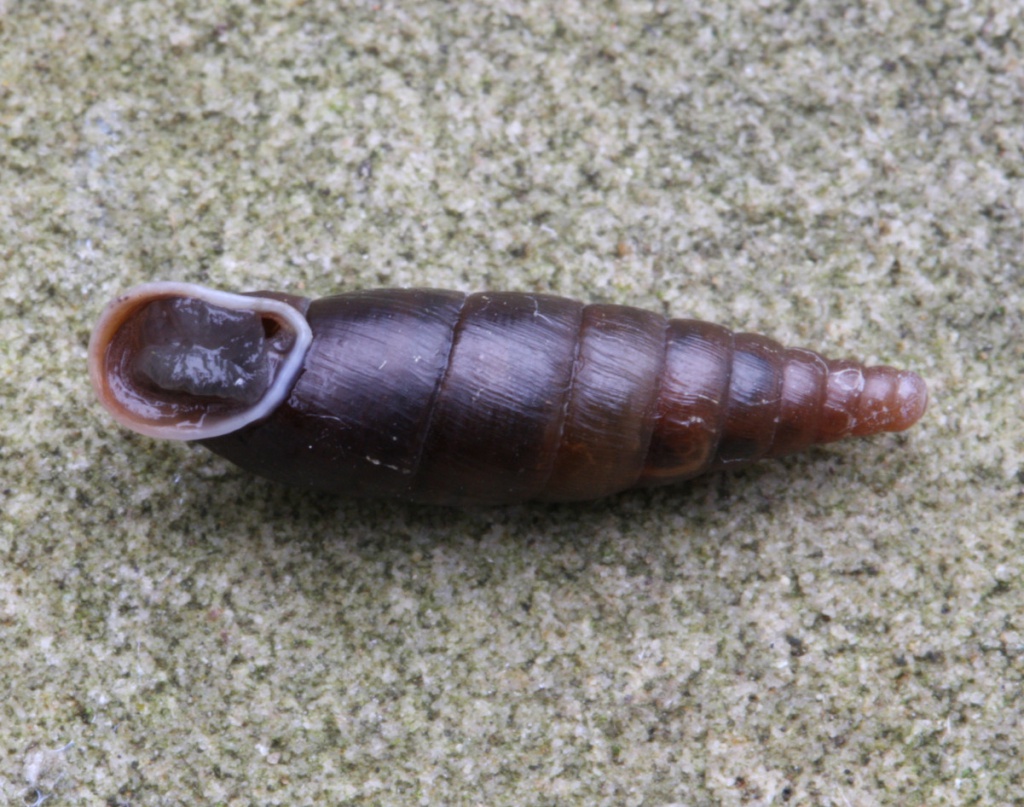Plaited Door Snail | NatureSpot