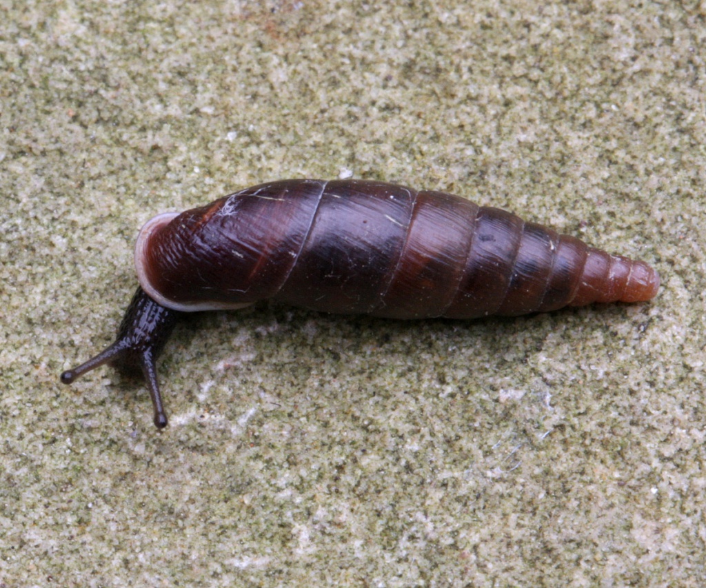 Plaited Door Snail | NatureSpot